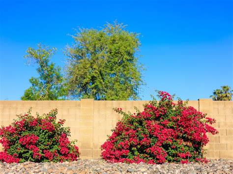 Crimson Red Bougainvillea Shrubs In Xeriscaping Phoenix Az Stock