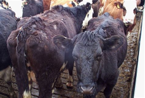 Enfermedades De La Piel En Ganado Bovino Ganadería Toda La