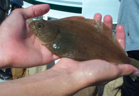 Pacific Sanddab California Sea Grant