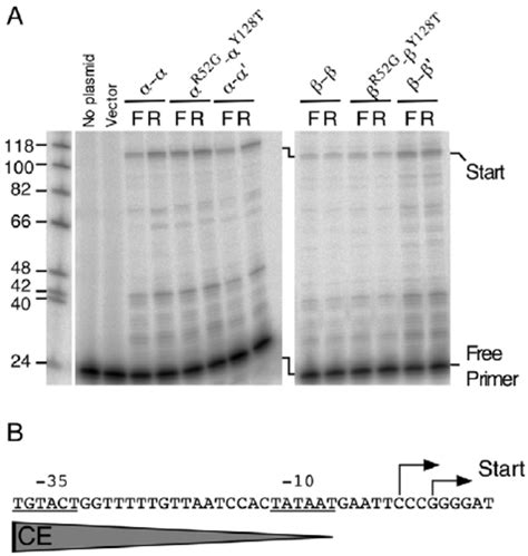 Transcript Mapping By Primer Extension A Primer Extension Analysis