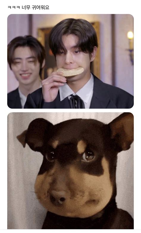 귄카 On Twitter 벌에 쏘인 개 🐈 카와이이 닮았다