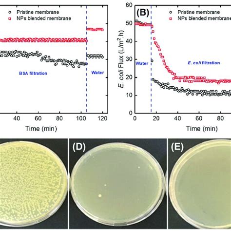 The Minimum Inhibition Concentration Mic Of Test Microorganisms Download Scientific Diagram