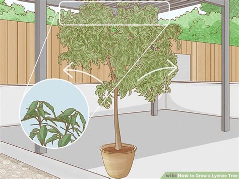How To Grow A Lychee Tree With Pictures WikiHow
