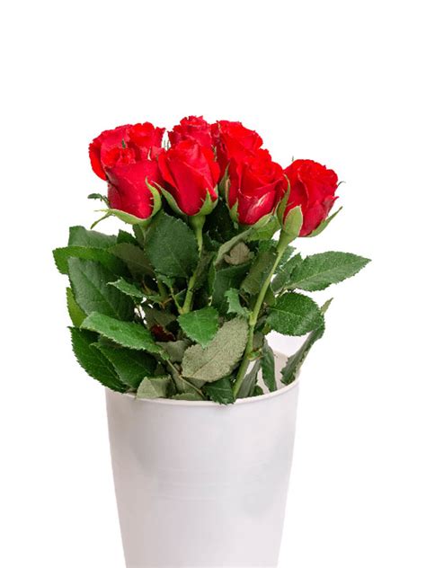 Red Calypso Karen Roses