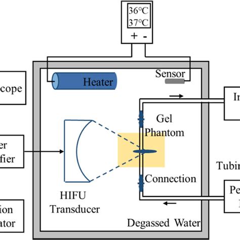 Experimental Setup For Vascular Phantom With Hifu Exposure Download Scientific Diagram