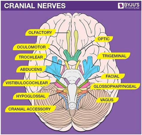 Name Of Cranial Nerves
