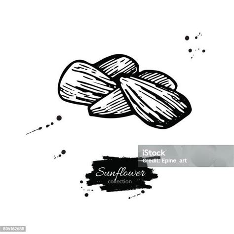 해바라기 씨는 벡터 드로잉을 설정합니다 손으로 그려 고립 된 그림 식품 성분 밑그림입니다 개체 그룹에 대한 스톡 벡터 아트 및 기타 이미지 Istock