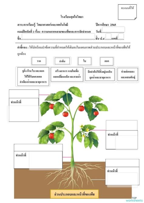 ประถมศึกษาปีที่ 4 Interactive Worksheets And Online Exercises