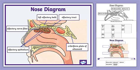 Nose Diagram Activity Pack Teacher Made Twinkl