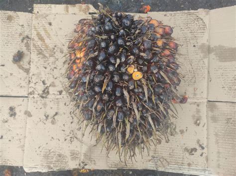 My Plan Roboflow Universe My Plan Roboflow Universe