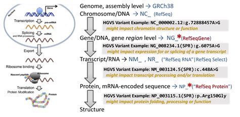 Research Tips For Genetic Disorder And Variant Mapping
