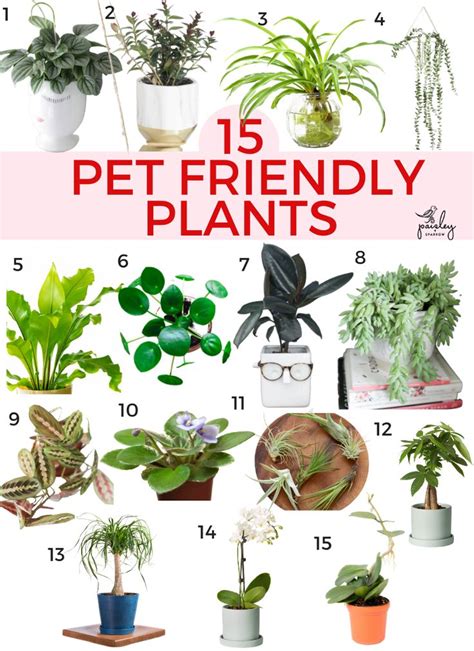Which Indoor Plants Are Safe For Cats Top Picks Inside Grown
