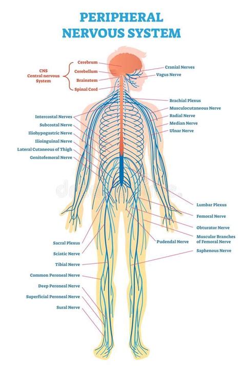 Peripheral Nervous System Medical Vector Illustration Diagram With