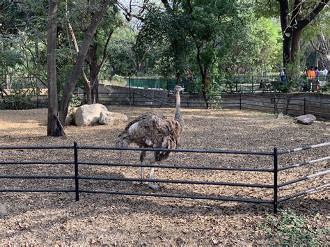 นกกระจอกเทศ เหมือนกันกกระจอกเทศ ภาพฟรีบน Pixabay Pixabay