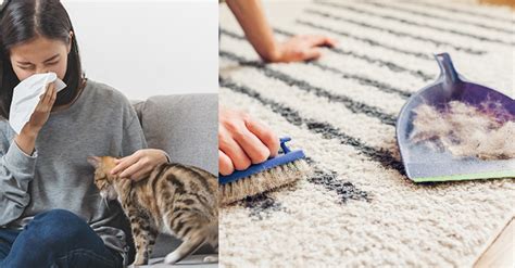 고양이 털 알레르기 원인과 관리법 자주 환기하고 청소하는 게 중요해요 비마이펫 라이프