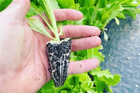 Seed Starting Tips For Growing Your Own Transplants Agrothrive