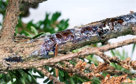 Ramorum Disease Phytophthora Ramorum Forest Research