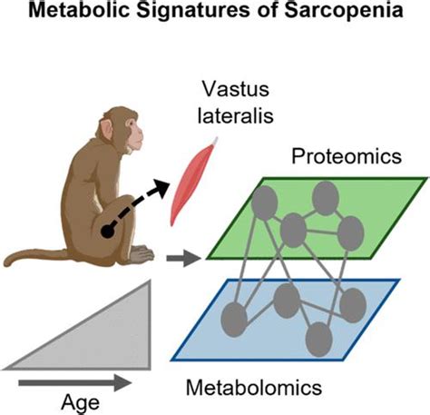 基于质谱的多组学鉴定恒河猴骨骼肌肌肉减少症的代谢特征 Journal of Proteome Research X MOL