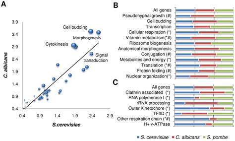 Phosphoryl Functional Group
