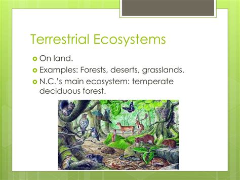 Ppt Ecosystems Powerpoint Presentation Free Download Id2277744