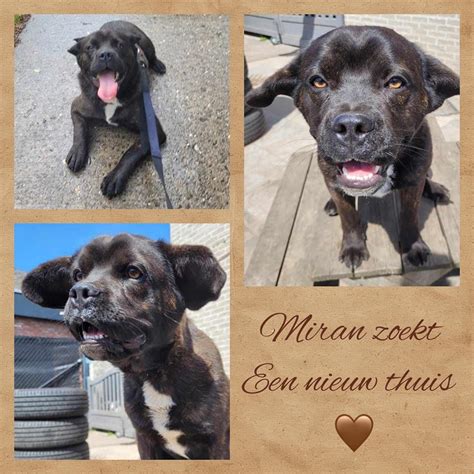 Herplaatser Miran Charlottes Angels