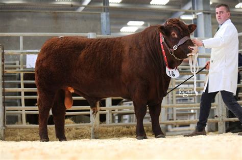 Red Ruby Devon Bulls Sparkle To Reach Top Bid Of Guineas At Sedgemoor Red Ruby Devon Cattle