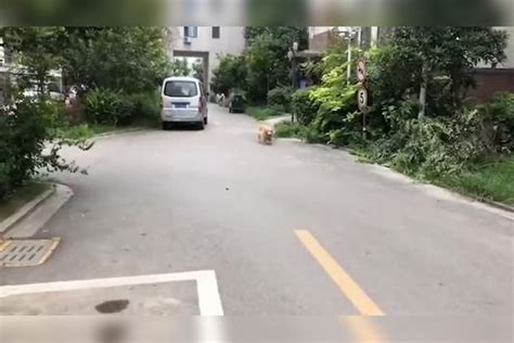 金毛知道自己马上挨揍了，都不敢正眼看主人