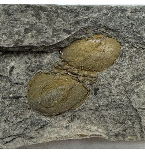 Fossils For Sale Fossils Rare Middle Cambrian Agnostid Trilobite From St Davids