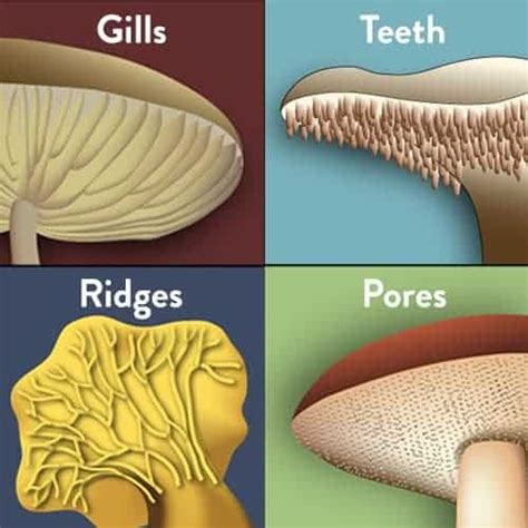 Explore Mushroom Anatomy And Benefits Real Mushrooms