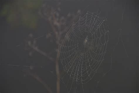 Spider Or Cobweb At Christopher Romero Blog