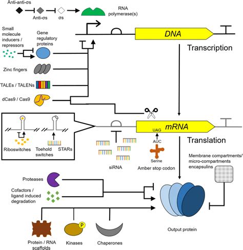 Expanded Toolbox For Engineering Complex Gene Regulation Programs Download Scientific Diagram