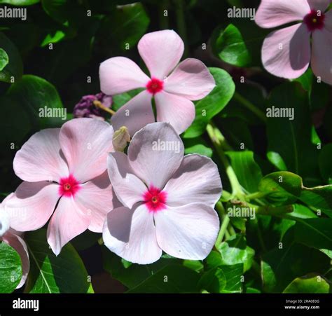 Madagascar Periwinkle Flower In Thailand Catharanthus Roseus Bright