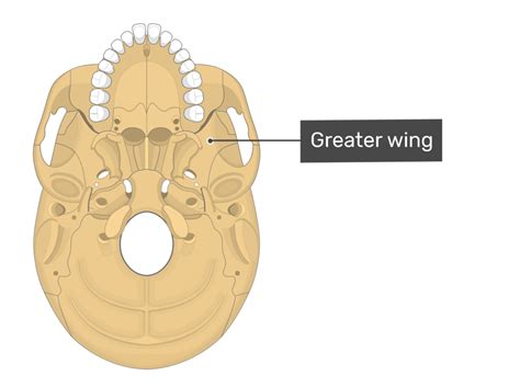 Sphenoid Bone Greater Wing