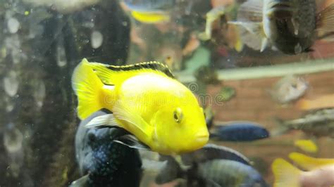 Yellow Peacock Cichlid Swims Gracefully Through The Tank Stock Video