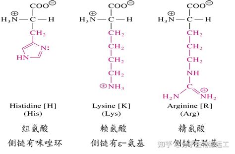 氨基酸概述 知乎