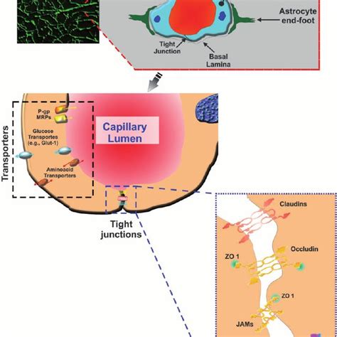 Structural And Functional Aspects Of The Bbb Constituted By Brain Download Scientific Diagram