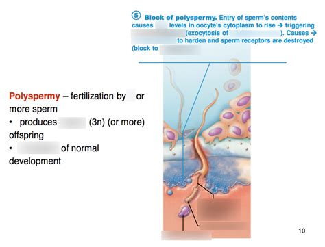 Development Fertilization Step 5 Diagram Quizlet