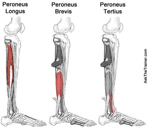 Fibularis Brevis Origin And Insertion
