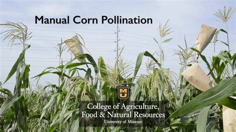 Manual Corn Pollination Youtube