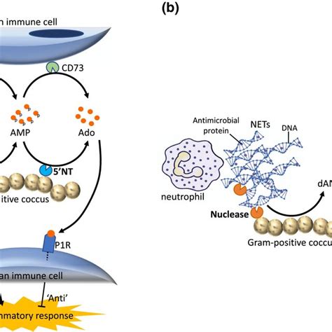 Schematic Diagram Of NT Activity A ATP And ADP Are Released In Download Scientific