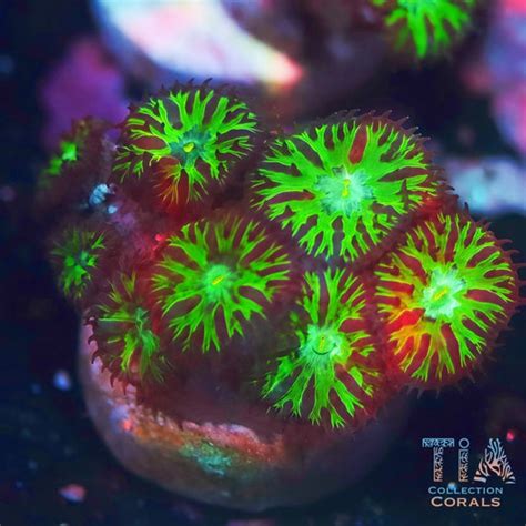 New Arrival Corals Fresh Reef Frags Page 5 Tia Corals