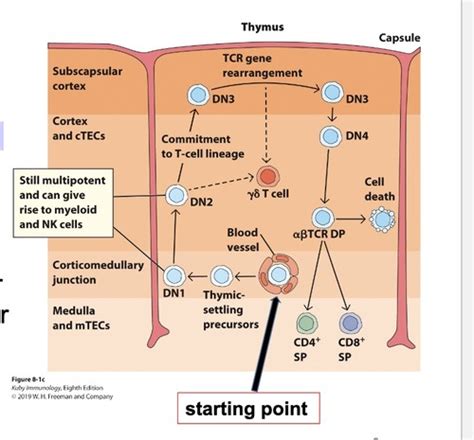 Chapter 8 T Cell Development Flashcards Quizlet