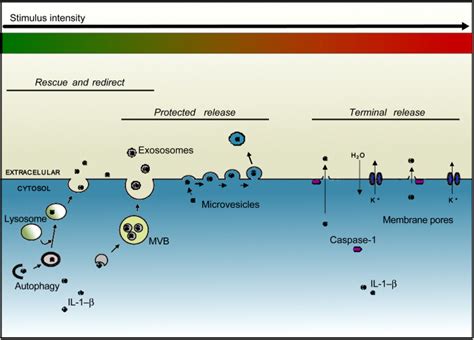 The continuum of IL 1β secretion The secretion of IL 1β is reported to Download Scientific