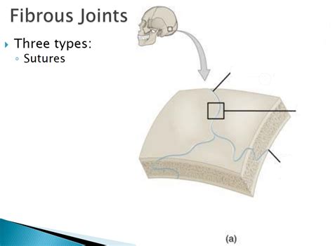 Fibrous Joint Sutures Diagram Quizlet