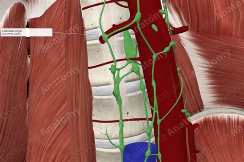 Cisterna Chyli Complete Anatomy