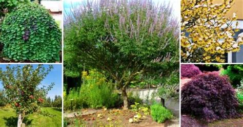 8 Small Trees For Tight Spaces In Usda Zone 8 Landscapes
