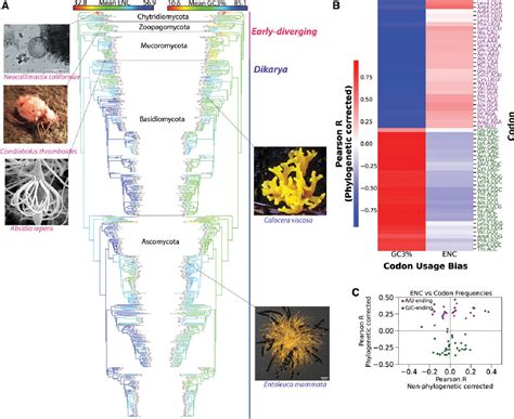 Figure 1 From Kingdom Wide Analysis Of Fungal Protein Coding And Trna Genes Reveals Conserved