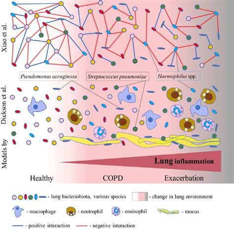 Figure 2 From Lung Microbiota From Healthy Lungs To Development Of
