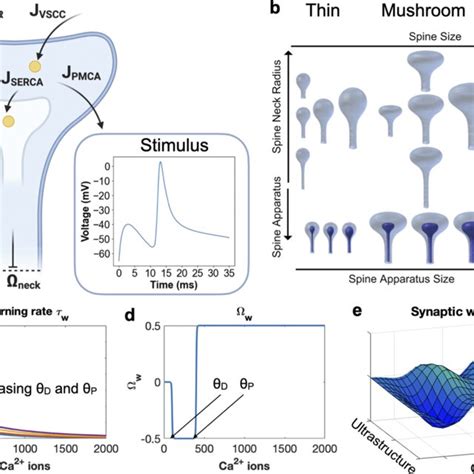 Model Overview A Our Spatial Particle Based Model Includes Calcium Download Scientific