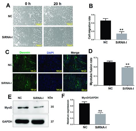Itgb1 Influences Muscle Derived Satellite Cell Mdsc Migration And